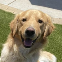 Ultimate Free Hummer EV Pack for BeamNG Drive Link! - BeamNG.drive