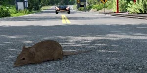 Jimmy the Rat V.1 - BeamNG.drive