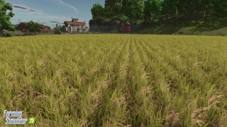 Rice in FS25: New Details - FS25