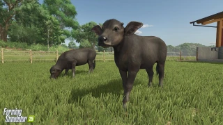 Dynamic Pastures in Farming Simulator 25: New Way of Feeding Animals - FS25